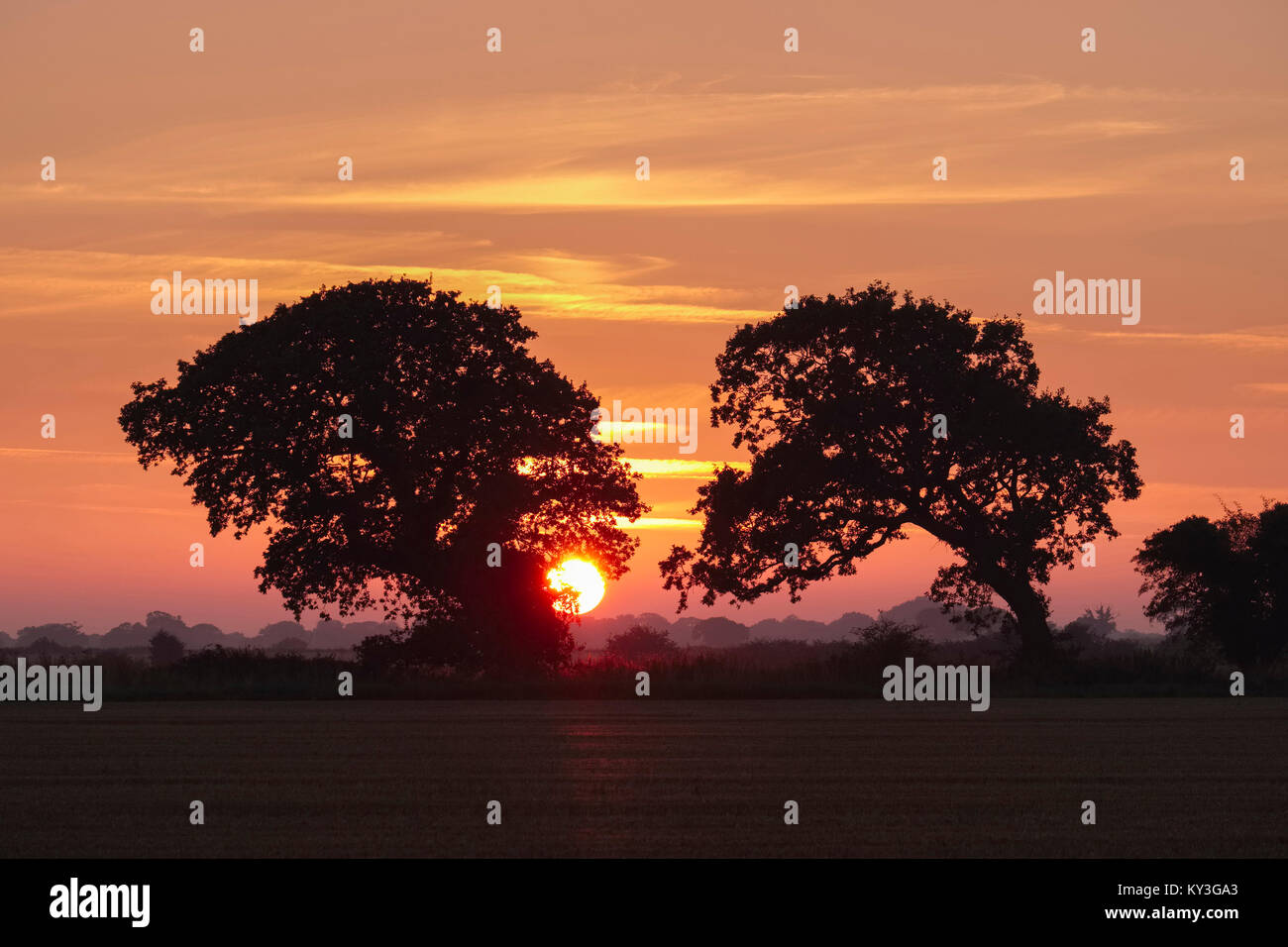 Two trees silhouette hi-res stock photography and images - Alamy