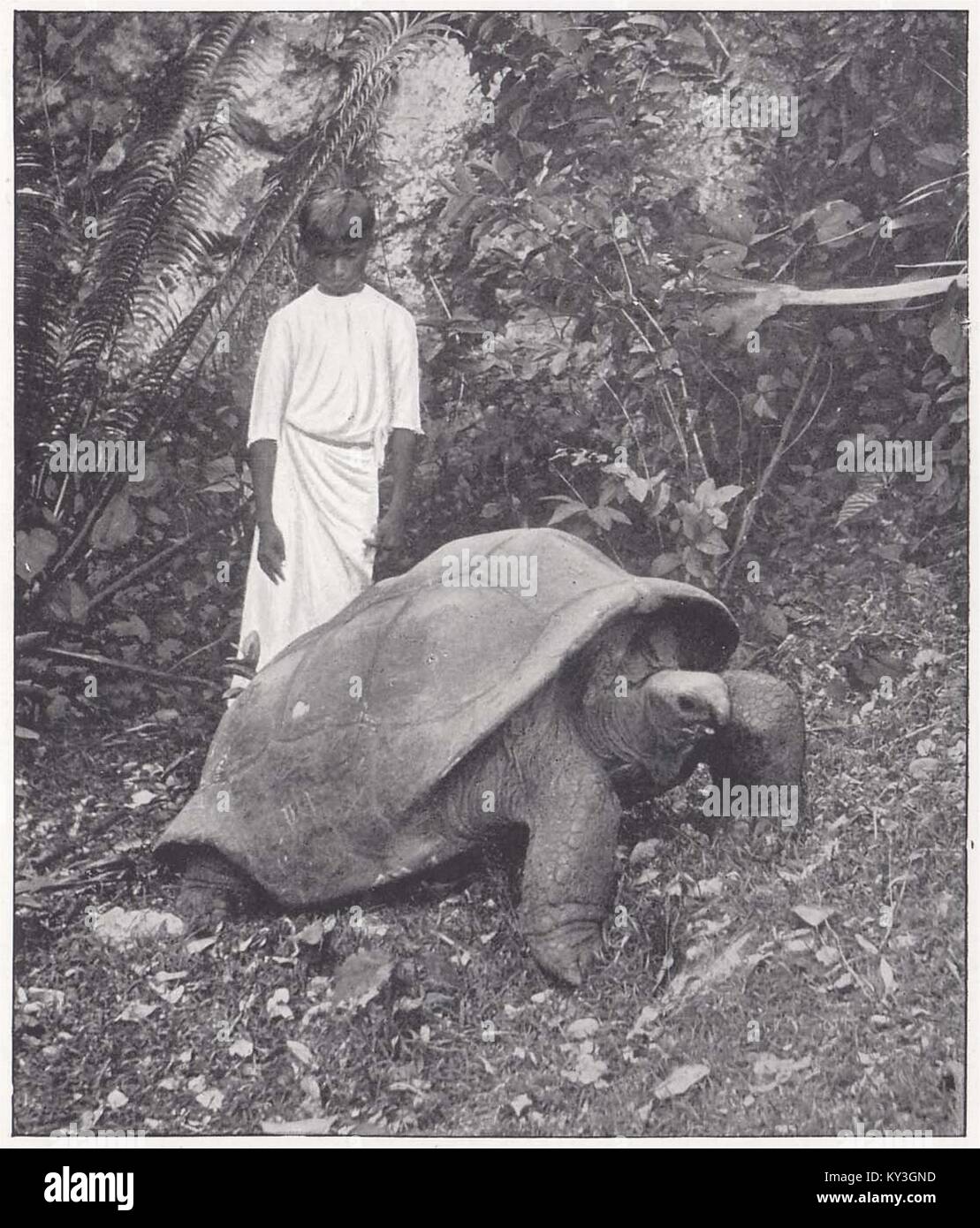 A Living relic of the Dutch Stock Photo - Alamy