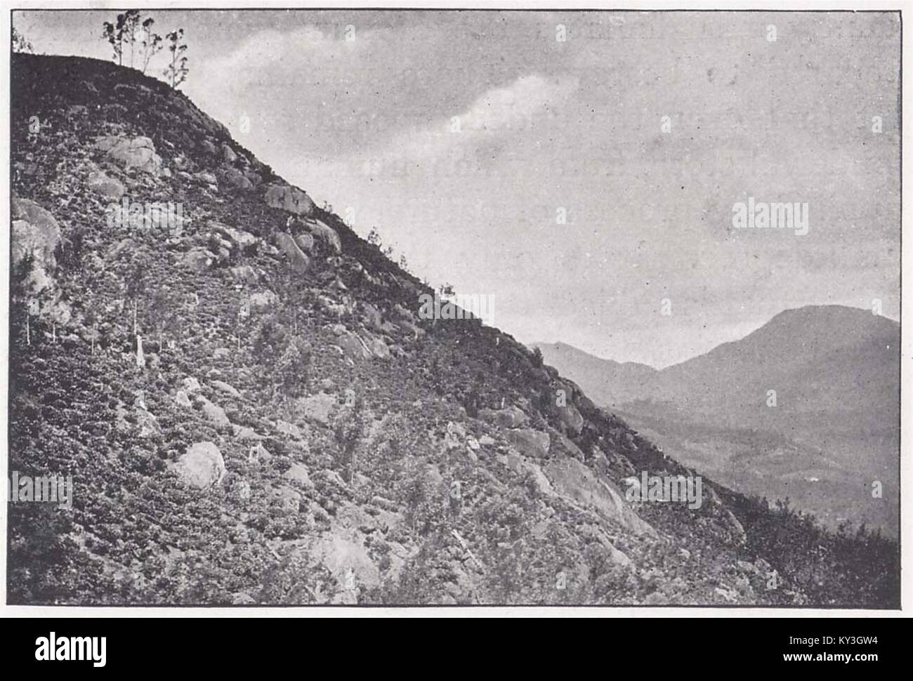 The Hardy Tea plant growing almost out of the very Rock Itself Stock ...