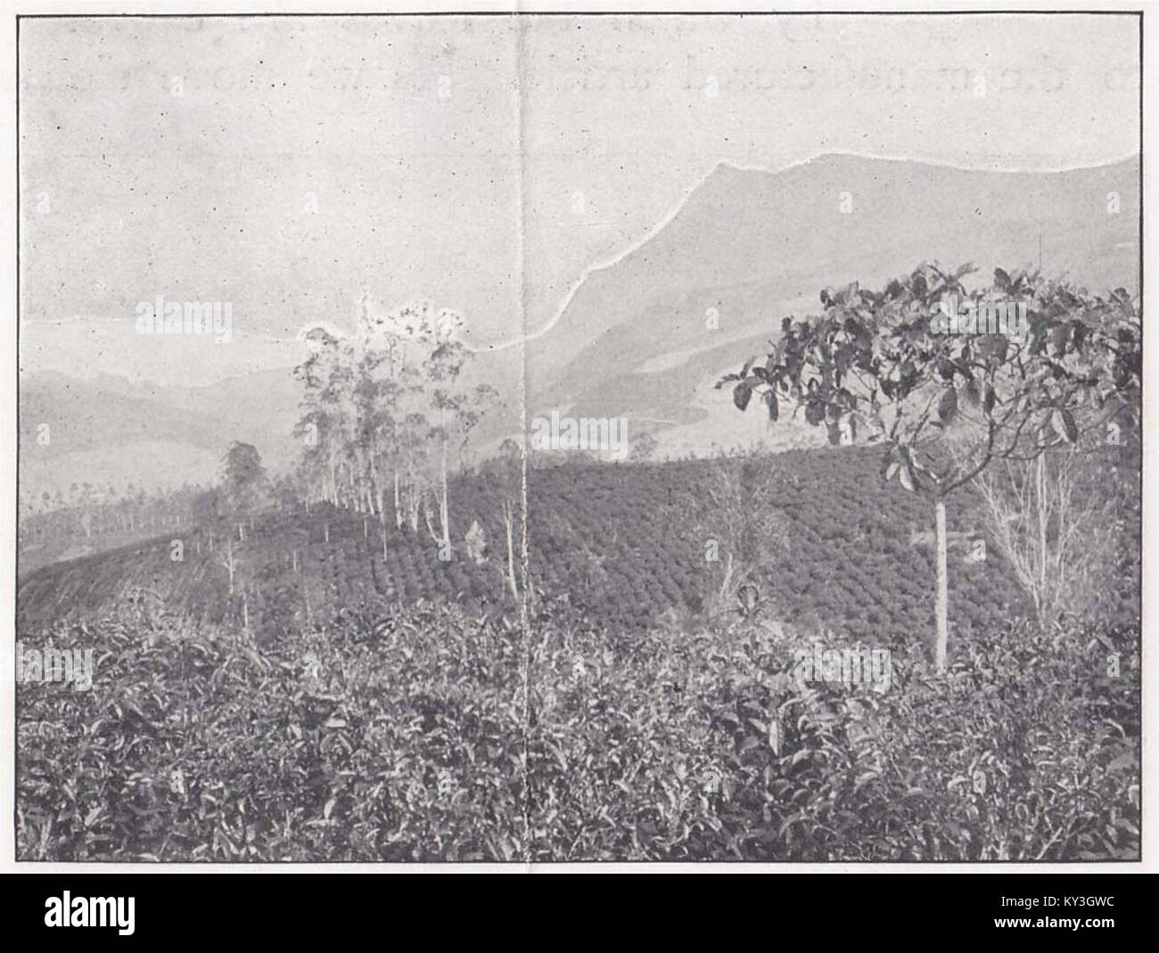 Dimbula High Resolution Stock Photography and Images - Alamy