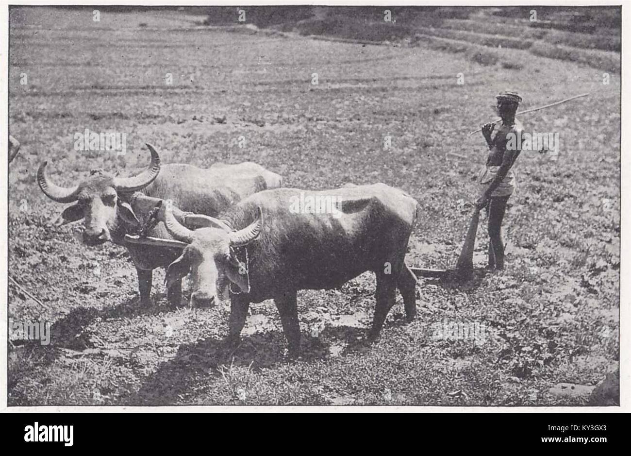 Ploughing Rice Fields Stock Photo - Alamy
