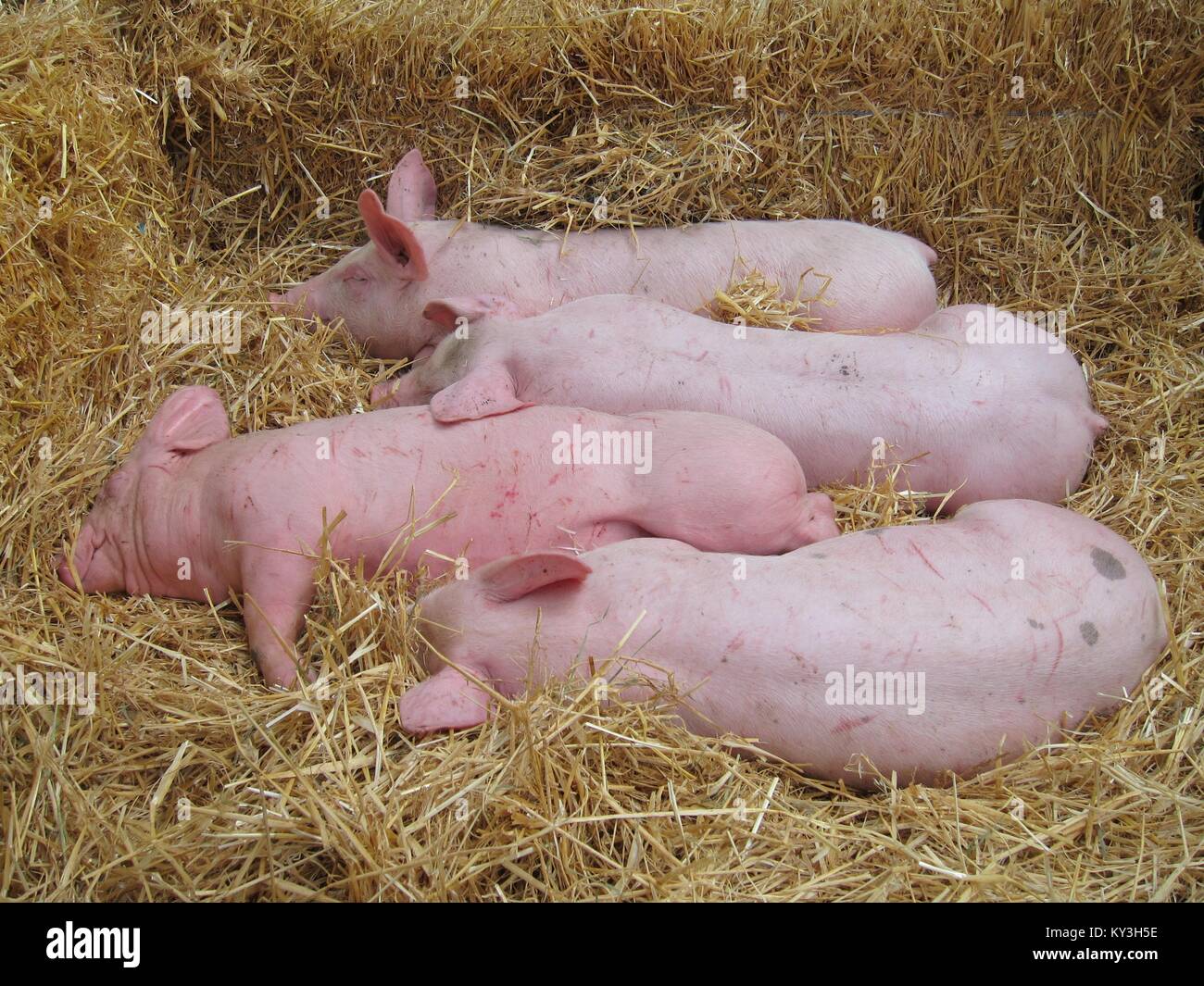 Pig sleeping in straw Stock Photo - Alamy
