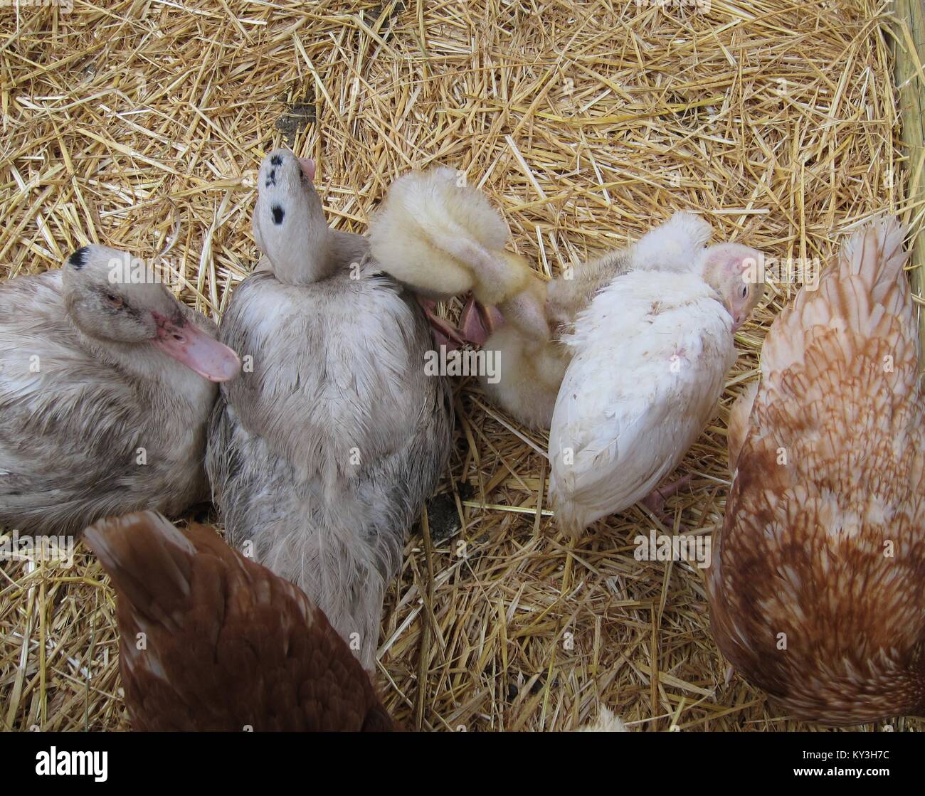 Poultry sector hi-res stock photography and images - Alamy