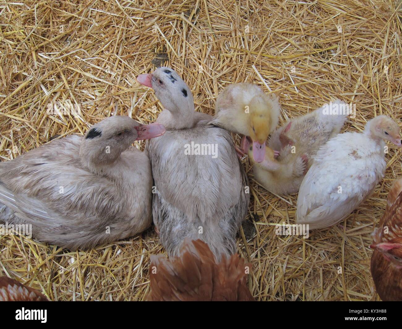 Poultry sector hi-res stock photography and images - Alamy