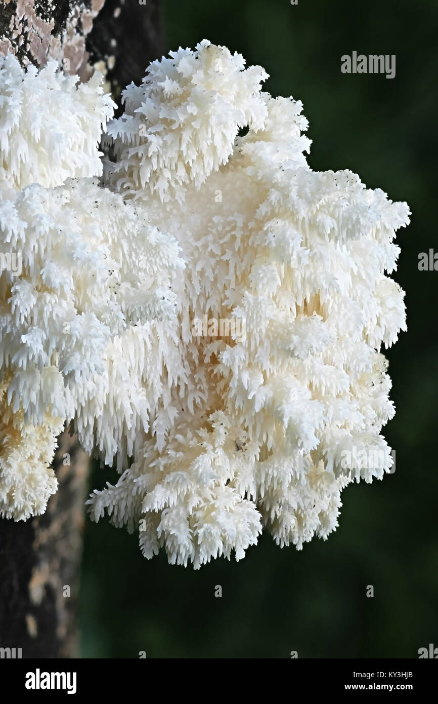 Coral tooth fungus, Hericium coralloides, also known as monkey's head ...