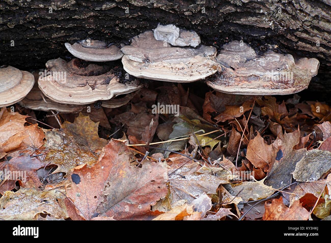 Artist's bracket fungus, Ganoderma lipsiense, also called artist's conk ...