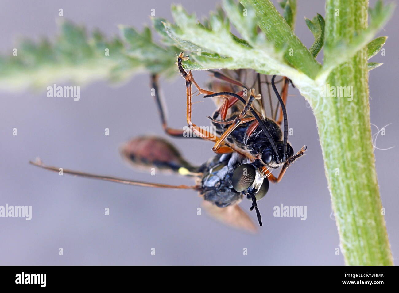 Ichneumon fly hi-res stock photography and images - Alamy