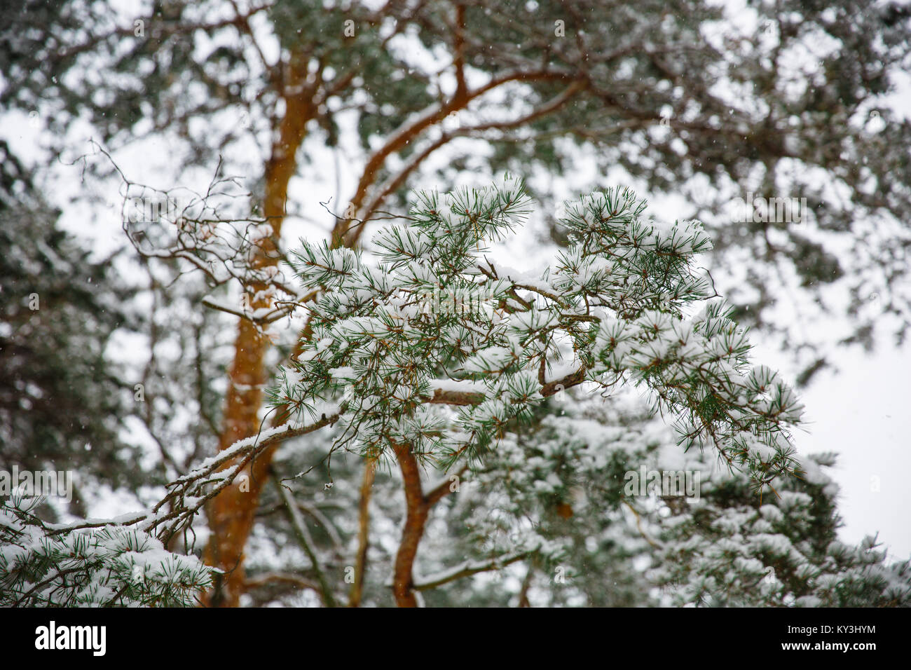 Branches of spruce tree with white snow. Winter spruce trees in the ...