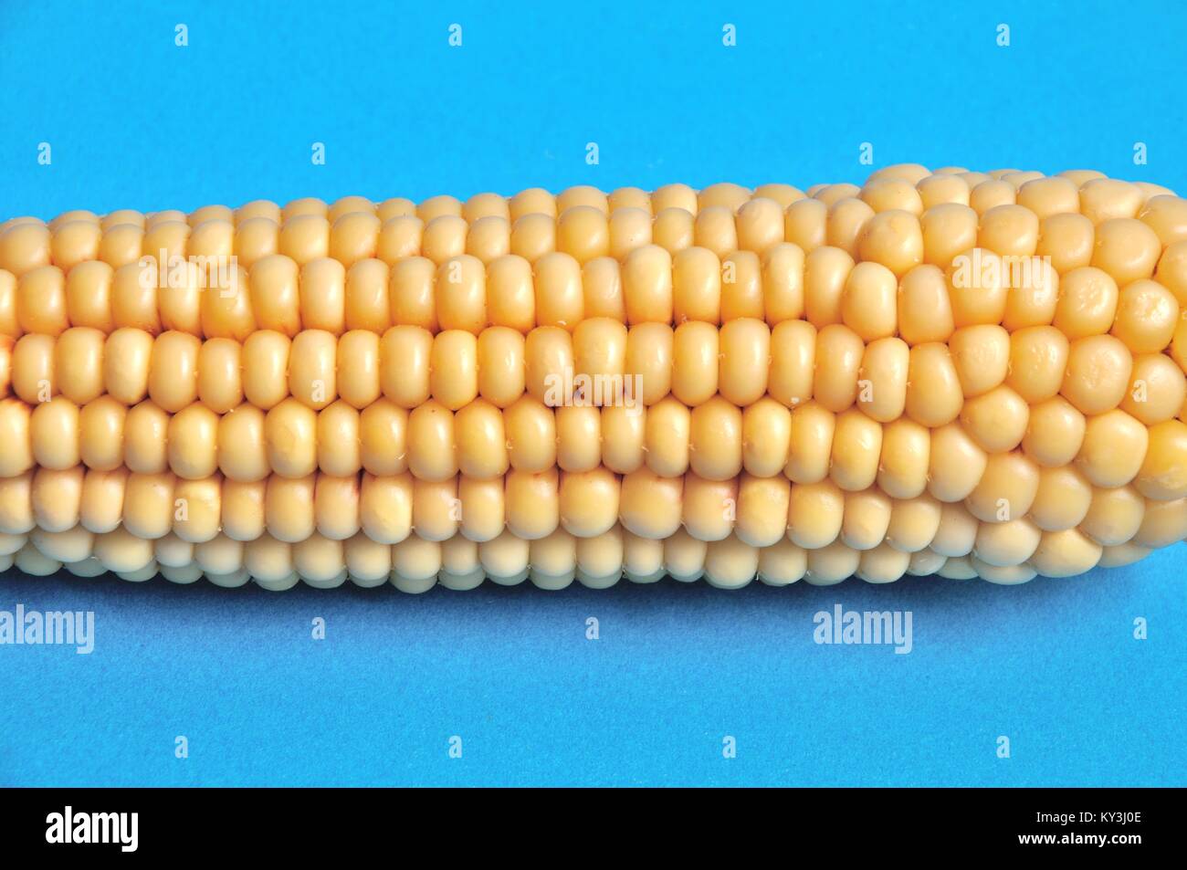 An ear of ripe corn Stock Photo - Alamy