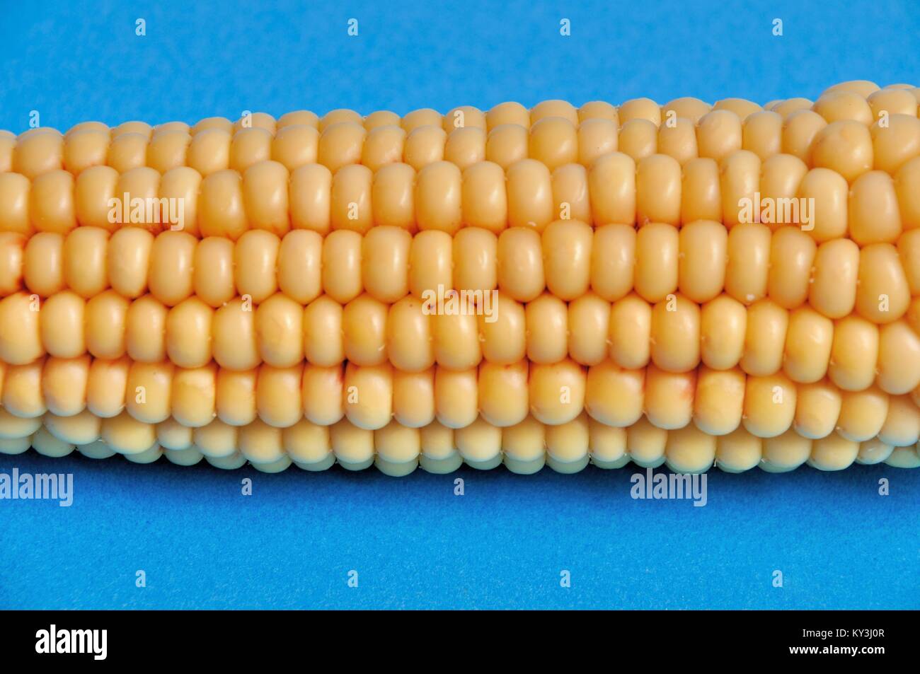 An ear of ripe corn Stock Photo - Alamy