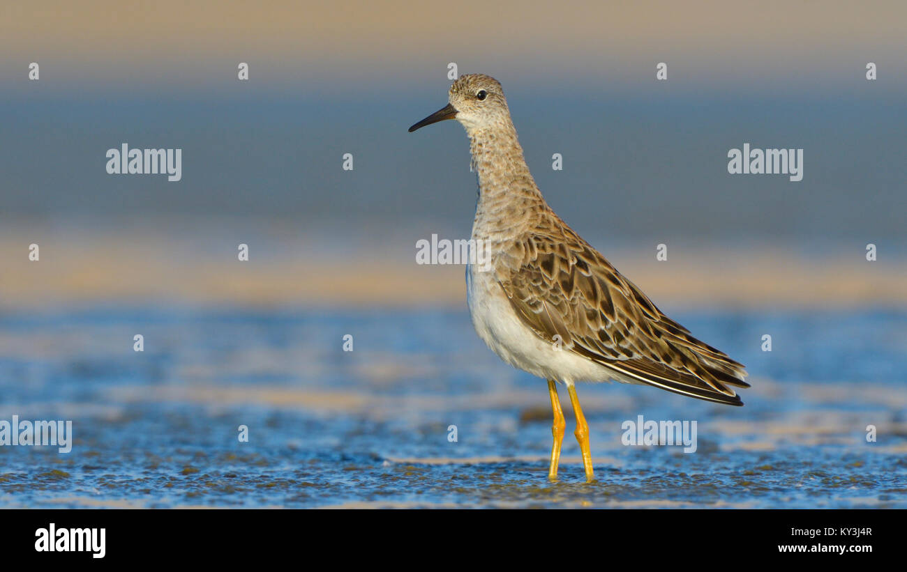 Juvenile Ruff in Blue Water Stock Photo - Alamy