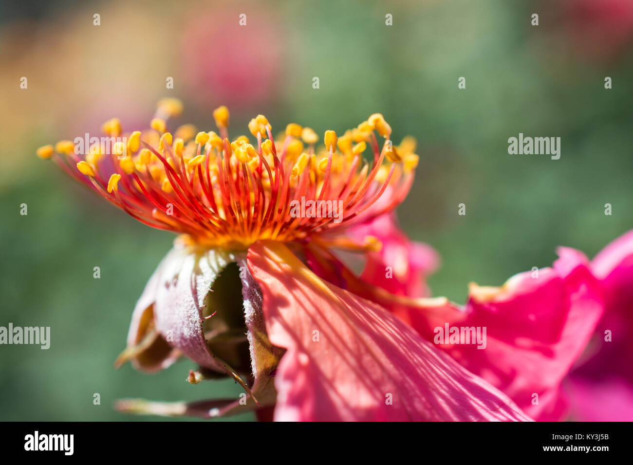 Rose flower without petals in the garden in spring Stock Photo - Alamy