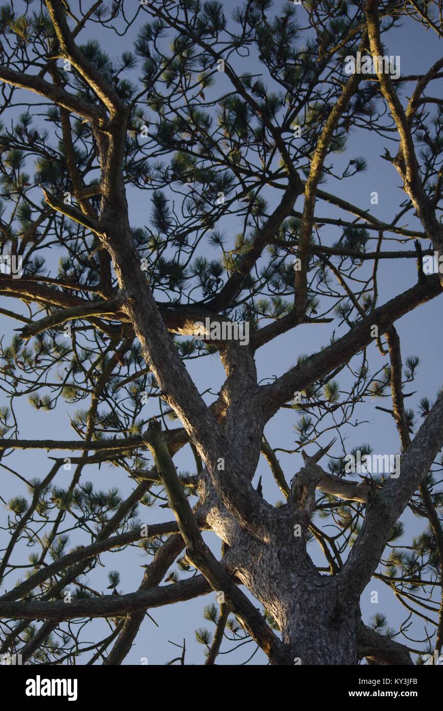 Scots Pine Coniver Tree in the Garden of Turf Hotel, Exe Estuary, South ...