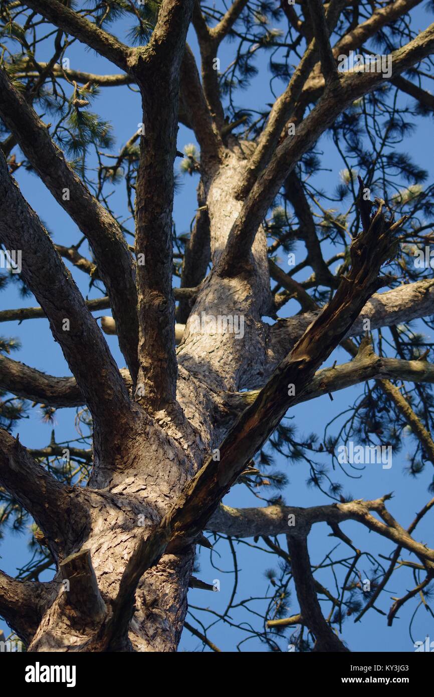 Scots Pine Coniver Tree in the Garden of Turf Hotel, Exe Estuary, South ...