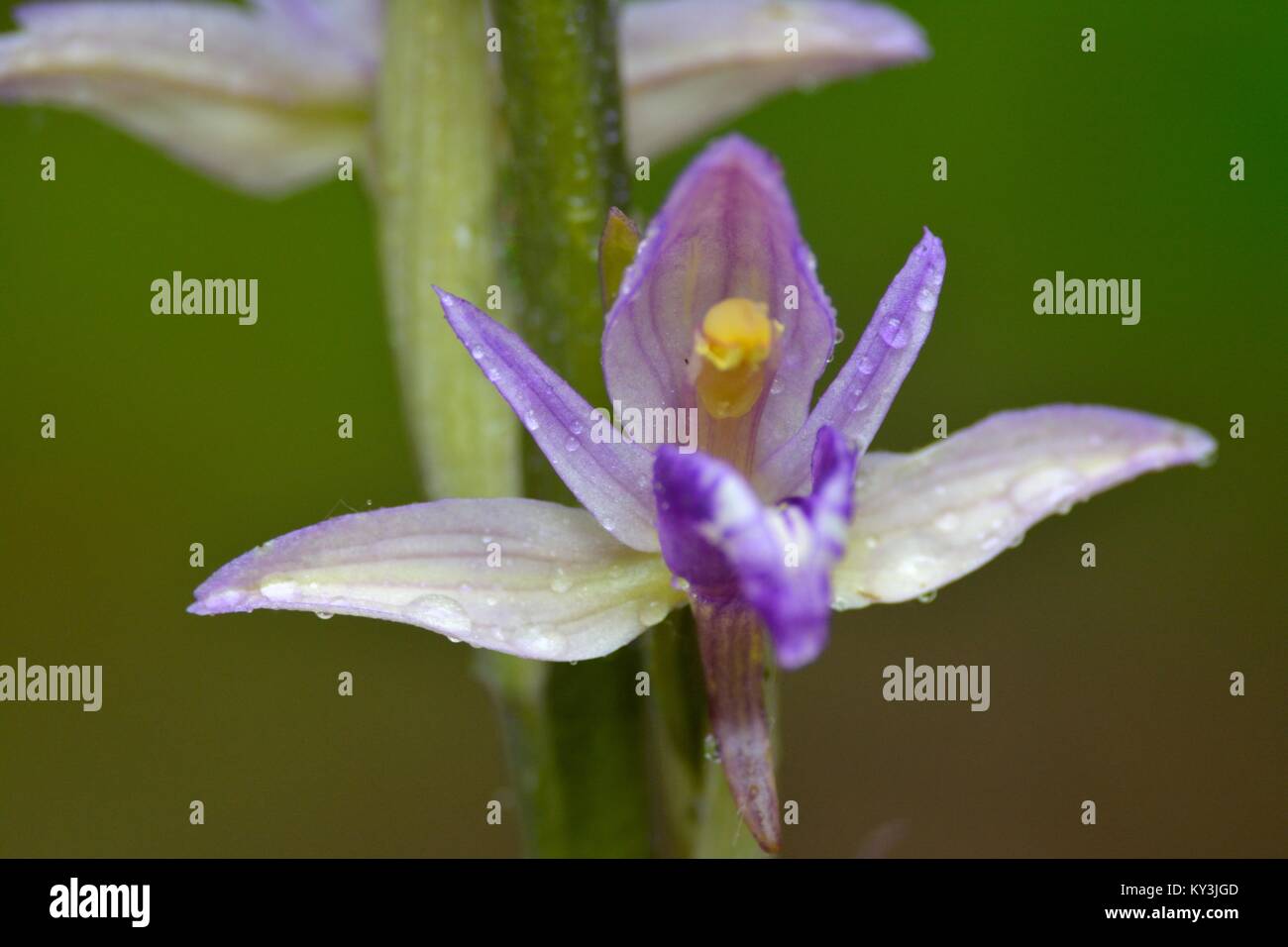 Epipactis helleborine, the broad-leaved helleborine Flower, in ...