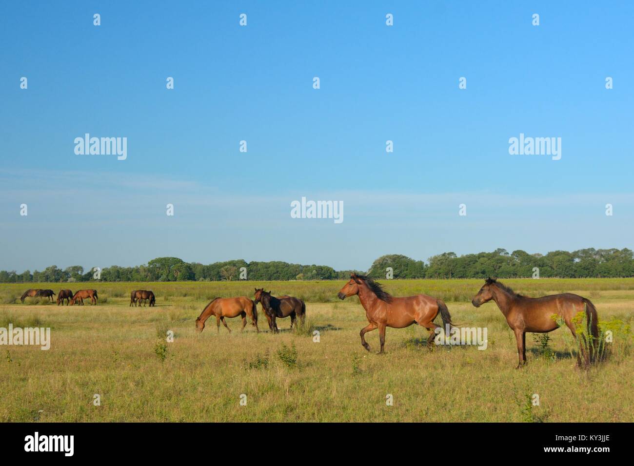 Wild Horses at Letea Forest Stock Photo - Alamy