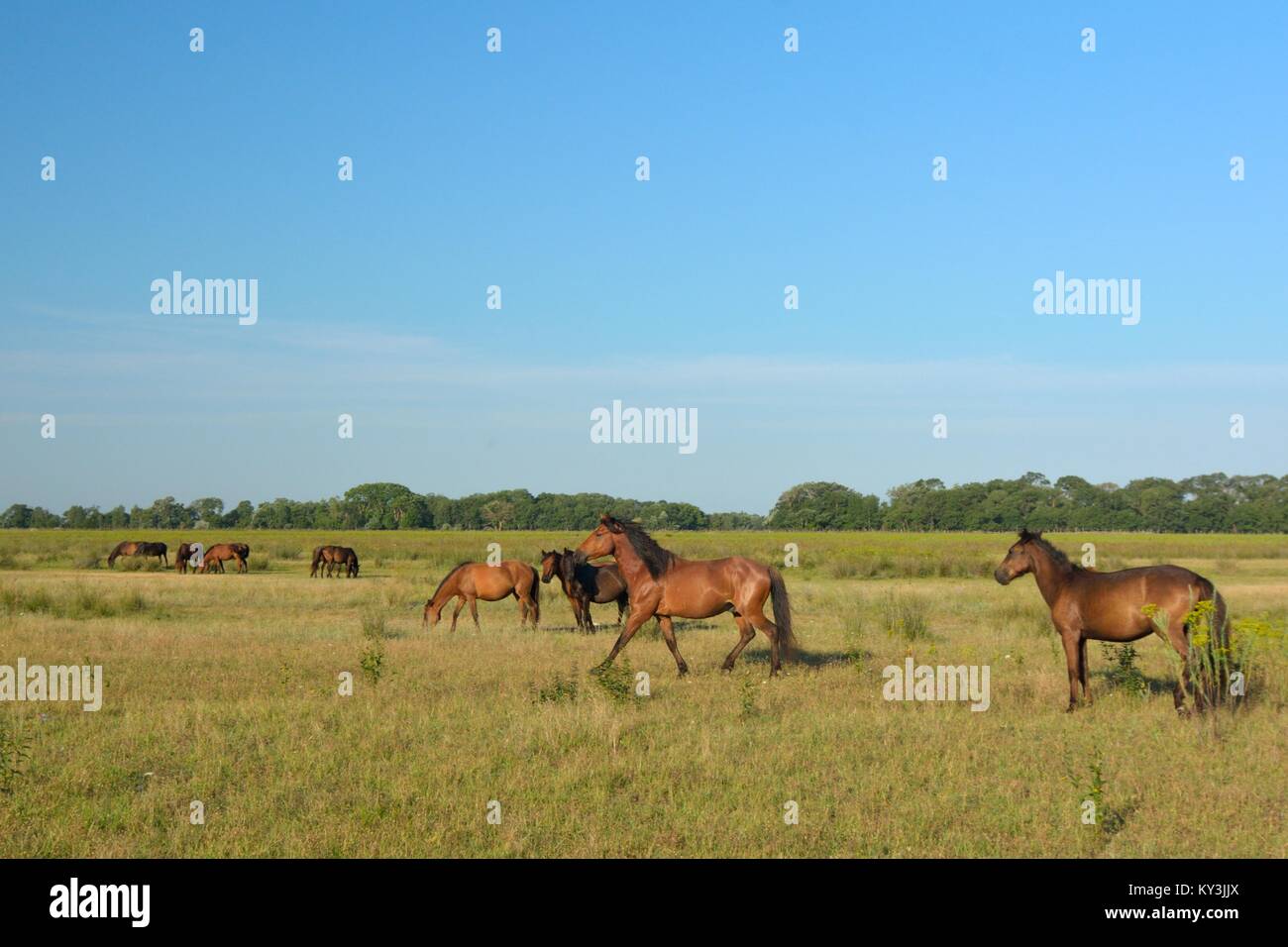 Wild Horses at Letea Forest Stock Photo - Alamy
