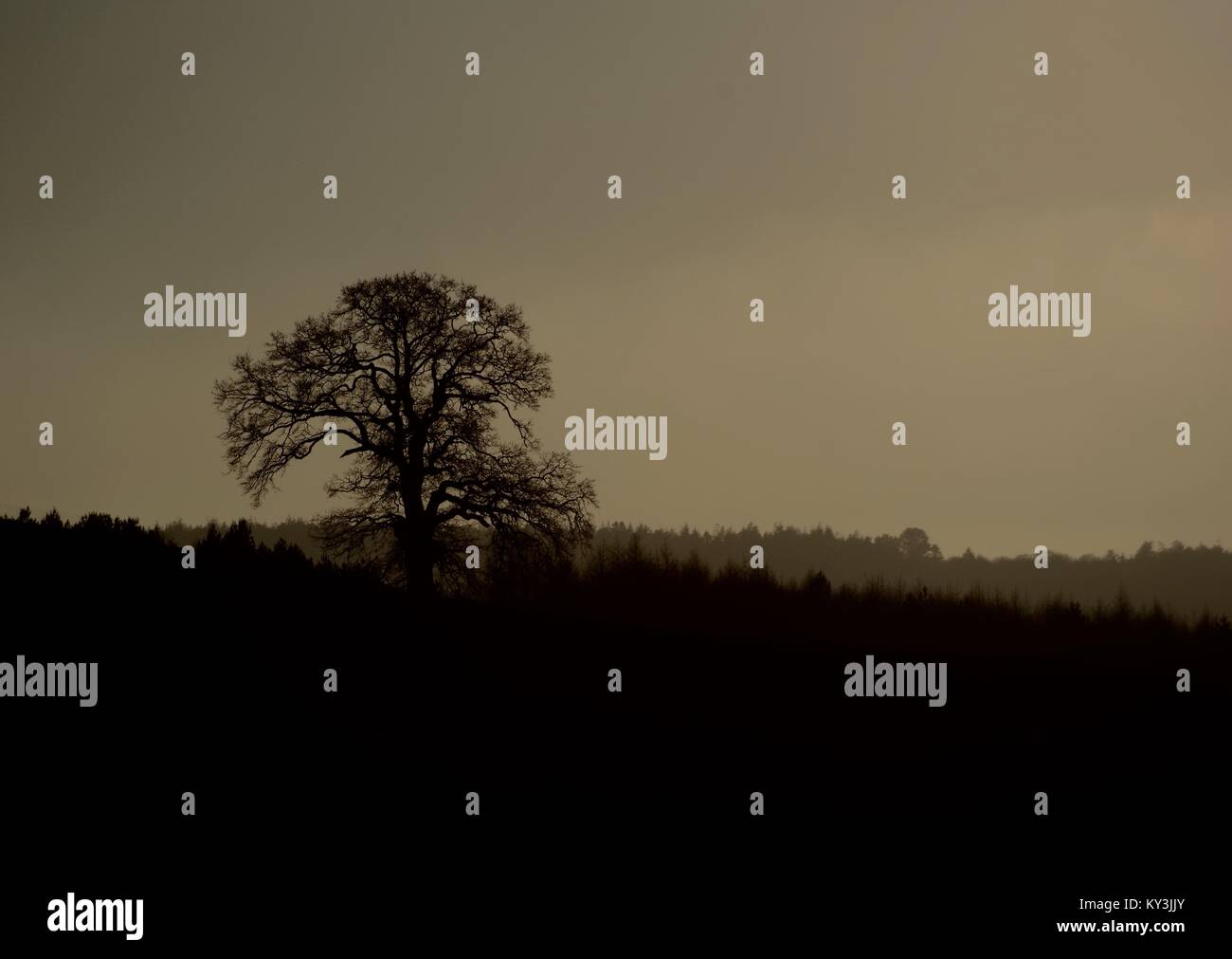 Winter Skeleton of a Lone Oak Tree, Silhouetted at Twilight against an ...