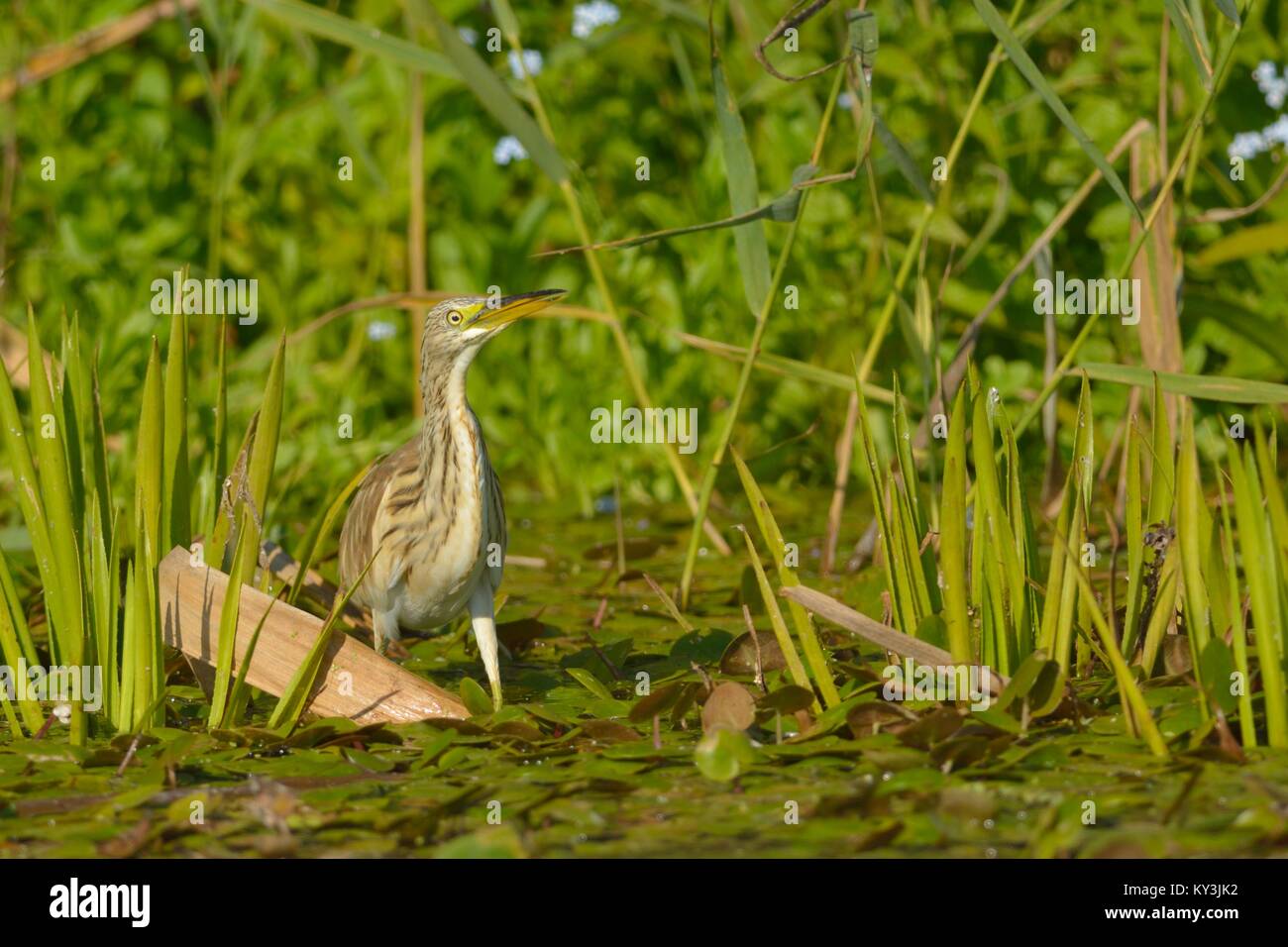 Wetland habitat in danube delta hi-res stock photography and images - Alamy