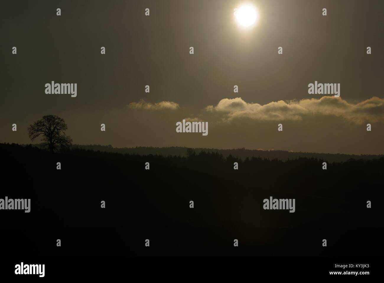 Winter Skeleton of a Lone Oak Tree, Silhouetted at Twilight against an ...