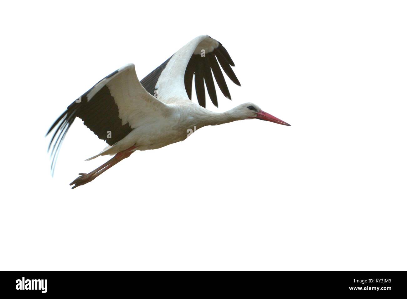 White Stork in Flight Isolated Stock Photo - Alamy