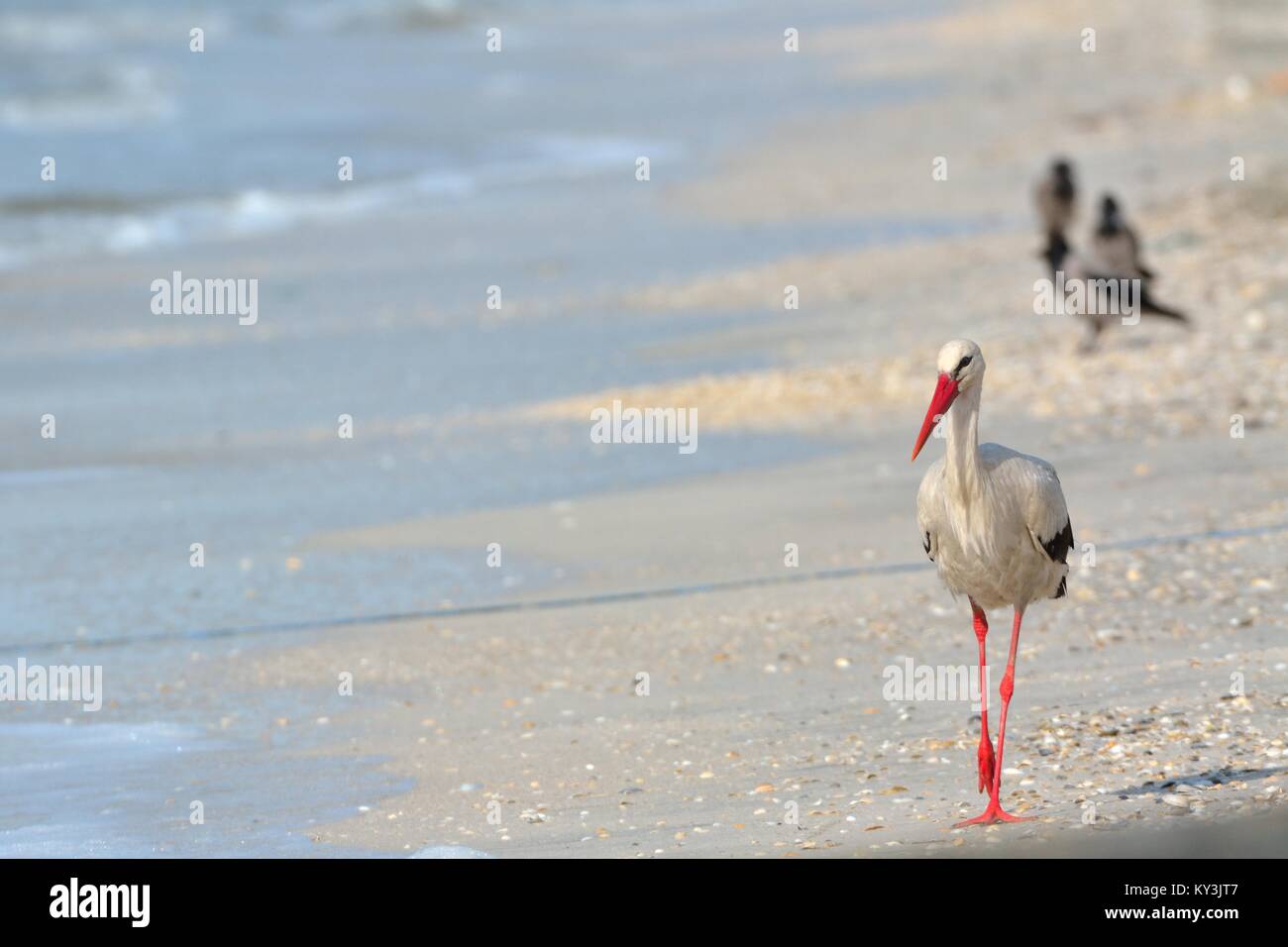 White stork on beach hi-res stock photography and images - Alamy