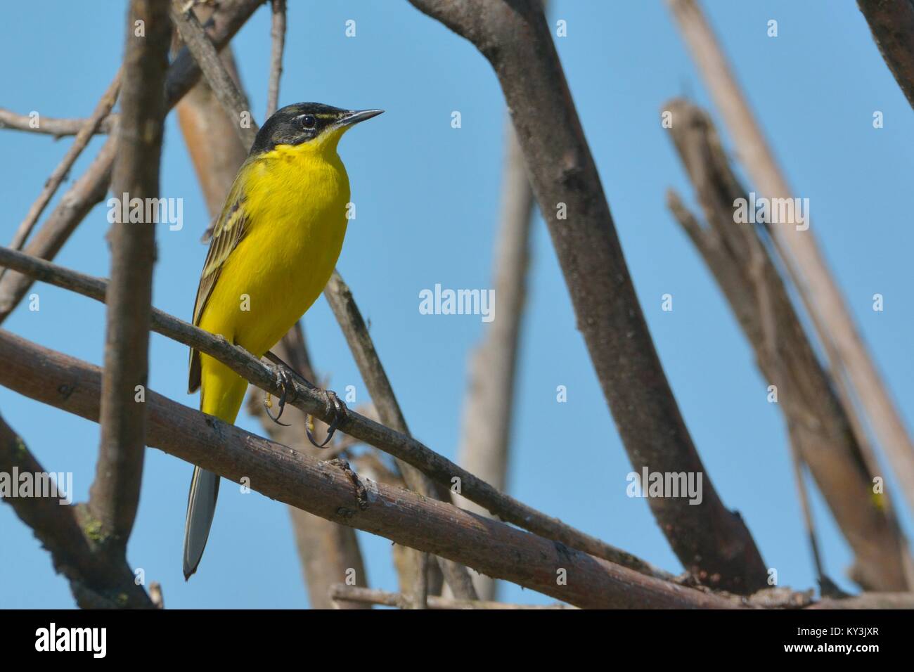 Yellow Wagtail (Motacilla flava feldegg), in Spring Migration, in ...