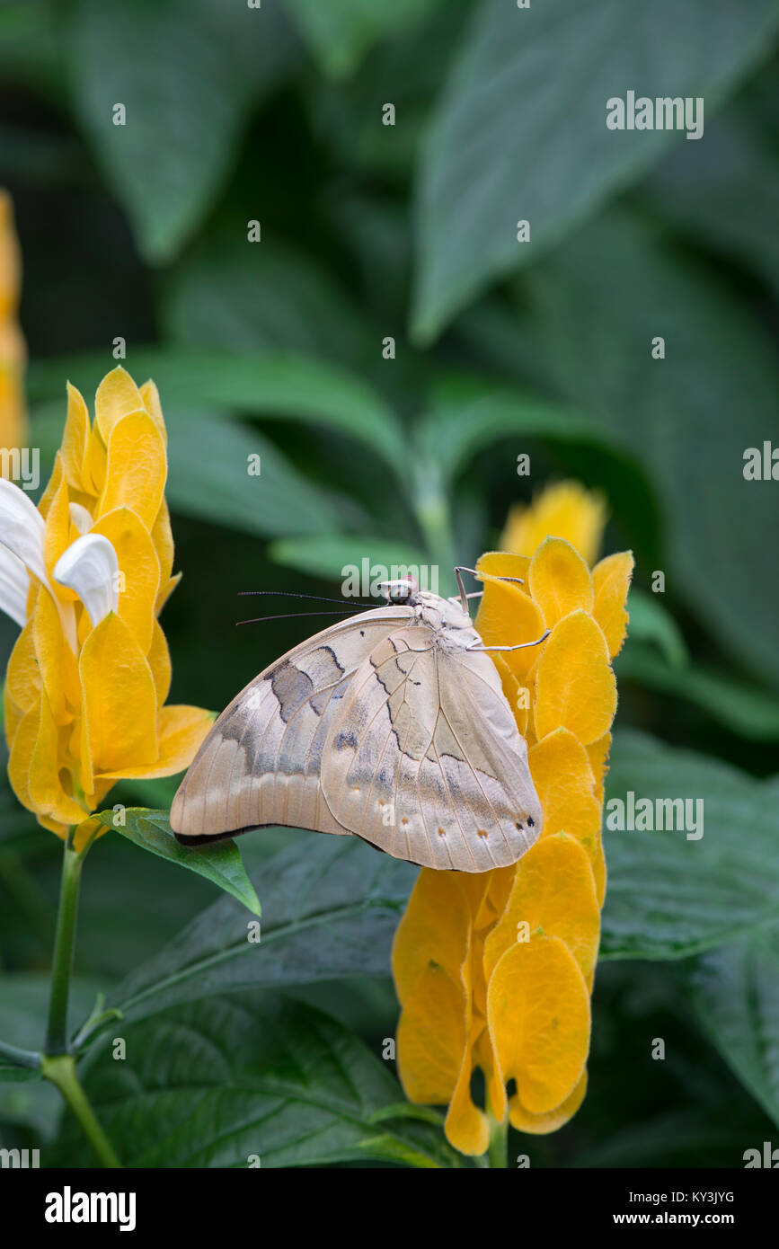 One Spotted Prepona: Archaeopreponda demophon. Butterfly house, UK ...