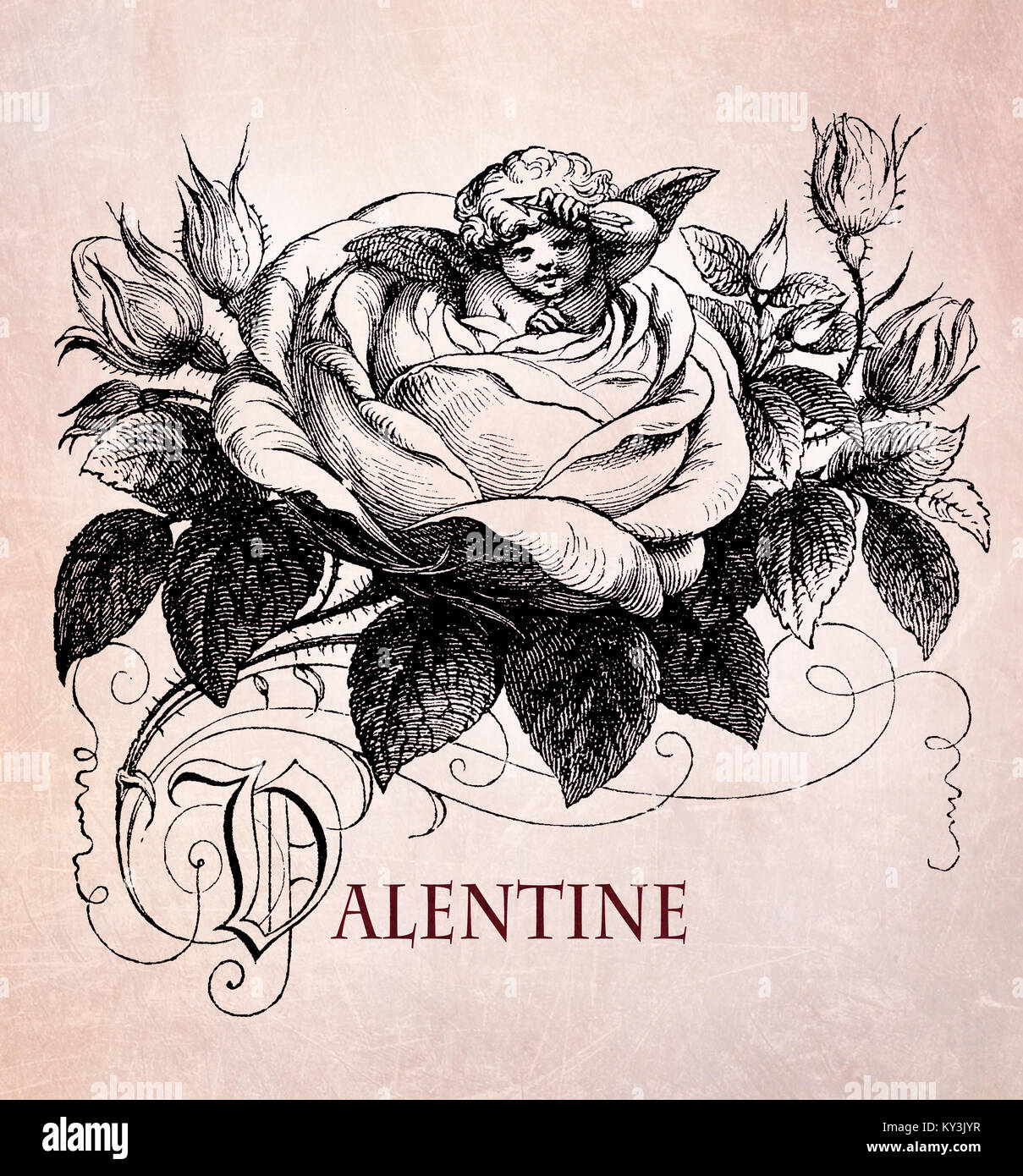 Arrow rose hi-res stock photography and images - Alamy