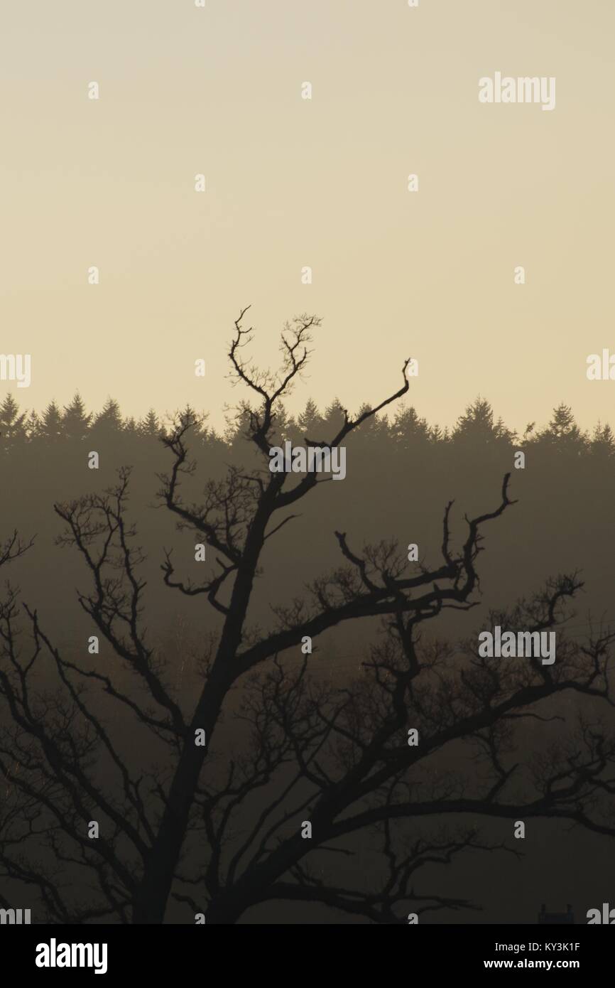 Gnarled Branching Leafless Tree Skeleton Silhouetted at Dusk against a ...