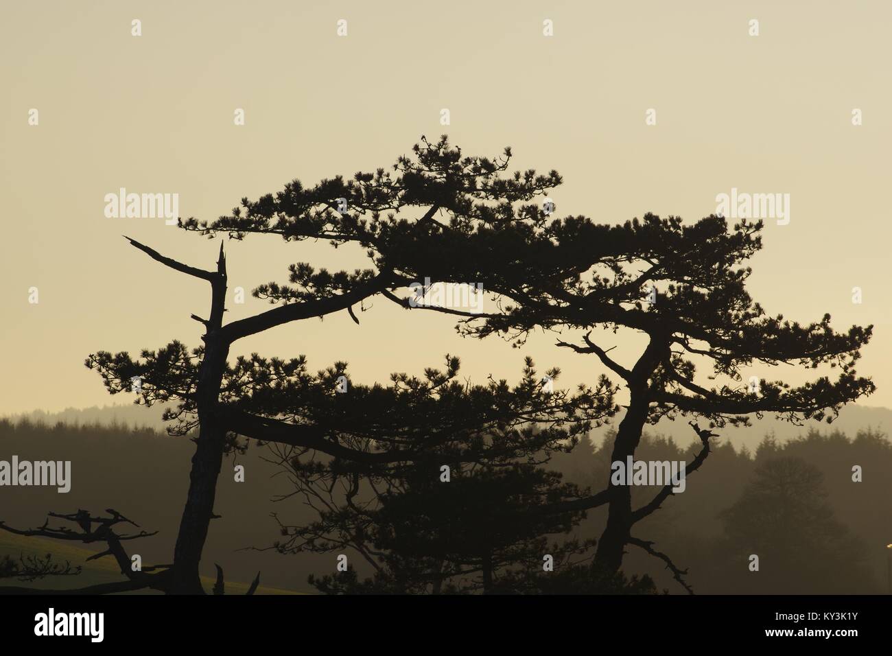 A Silhouetted Pine Tree, at Sunset against a Hazt Subtle sky and ...