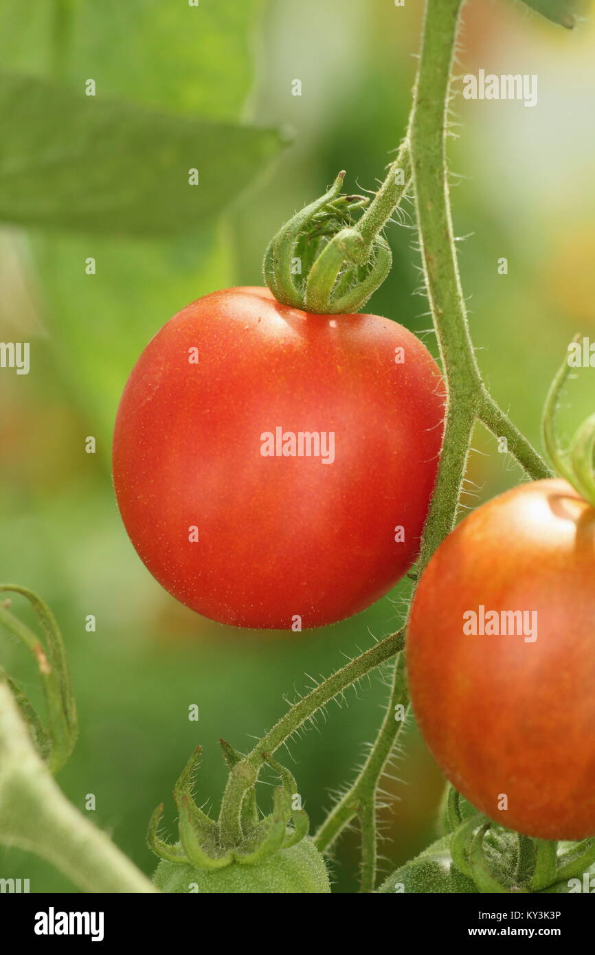 Solanum lycopersicum 'Bloody Butcher' tomato plant variety growing on ...