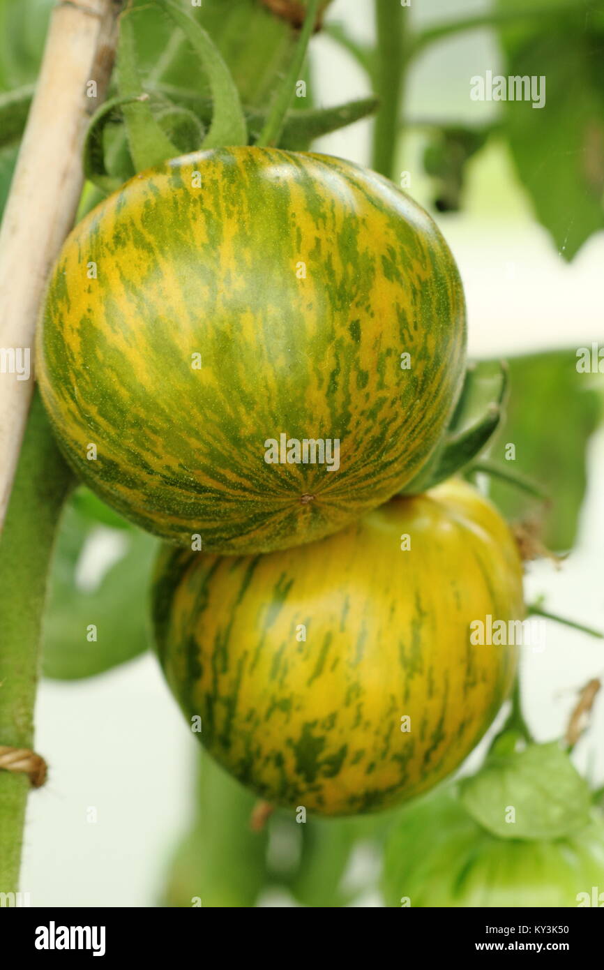 'Green Zebra' tomato cultivar approaching maturity, on the vine in a ...
