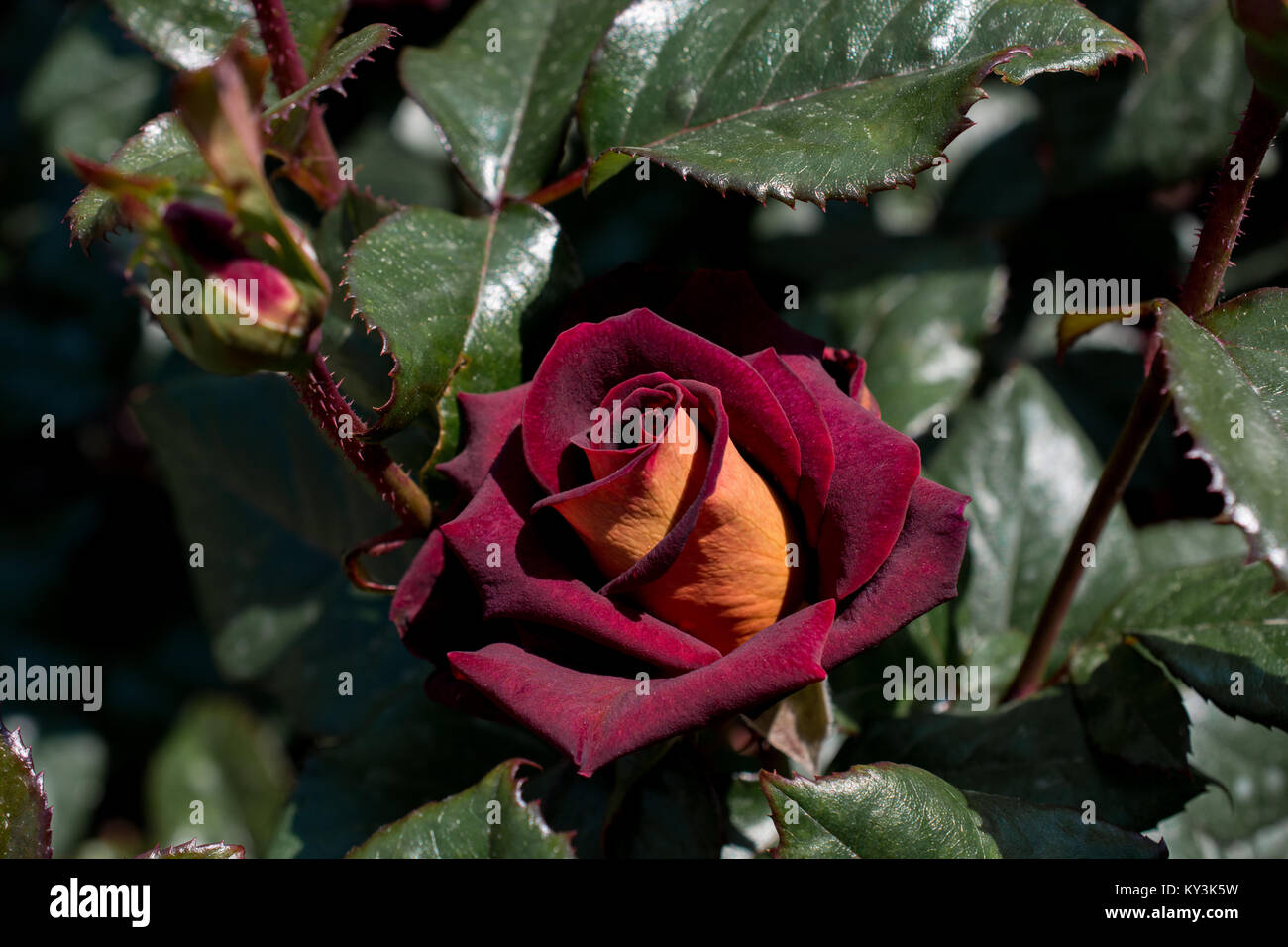 Beautiful colorful Rose Flower on garden background Stock Photo - Alamy