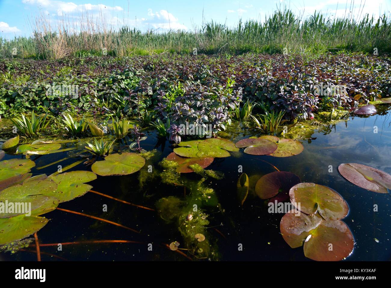 Danube Delta (Romania) Water Vegetation View in Springtime, at water ...