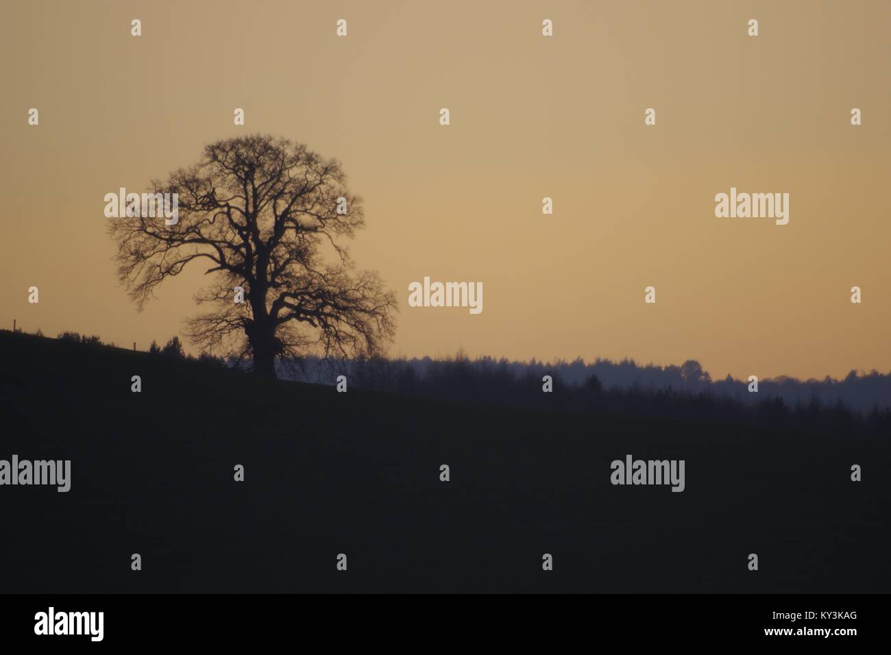 Winter Skeleton of a Lone Oak Tree, Silhouetted at Twilight against an ...