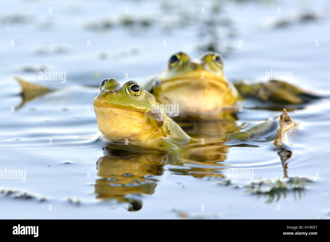 Edible Frog on Water in Summer Stock Photo - Alamy