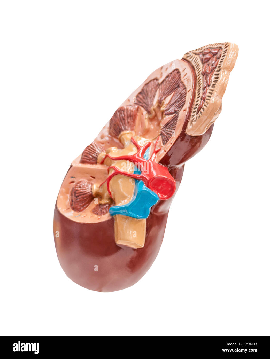 Human kidney hi-res stock photography and images - Alamy