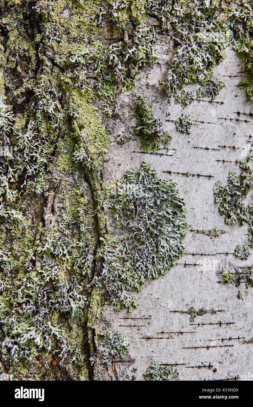 Green lichen on a tree trunk detail. Nature background. Vertical Stock ...