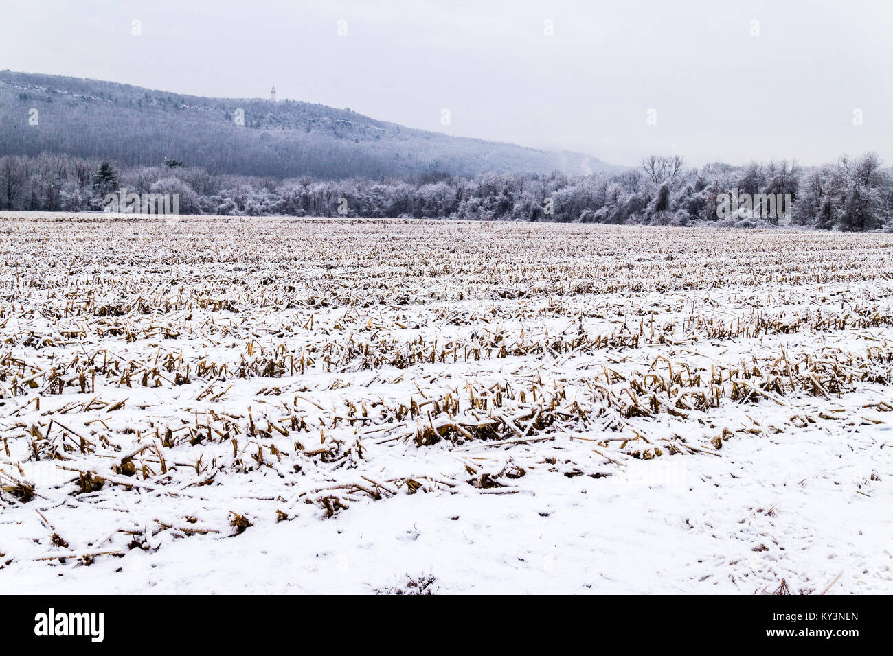 Corn Field in Winter Simsbury, Connecticut, USA Stock Photo - Alamy