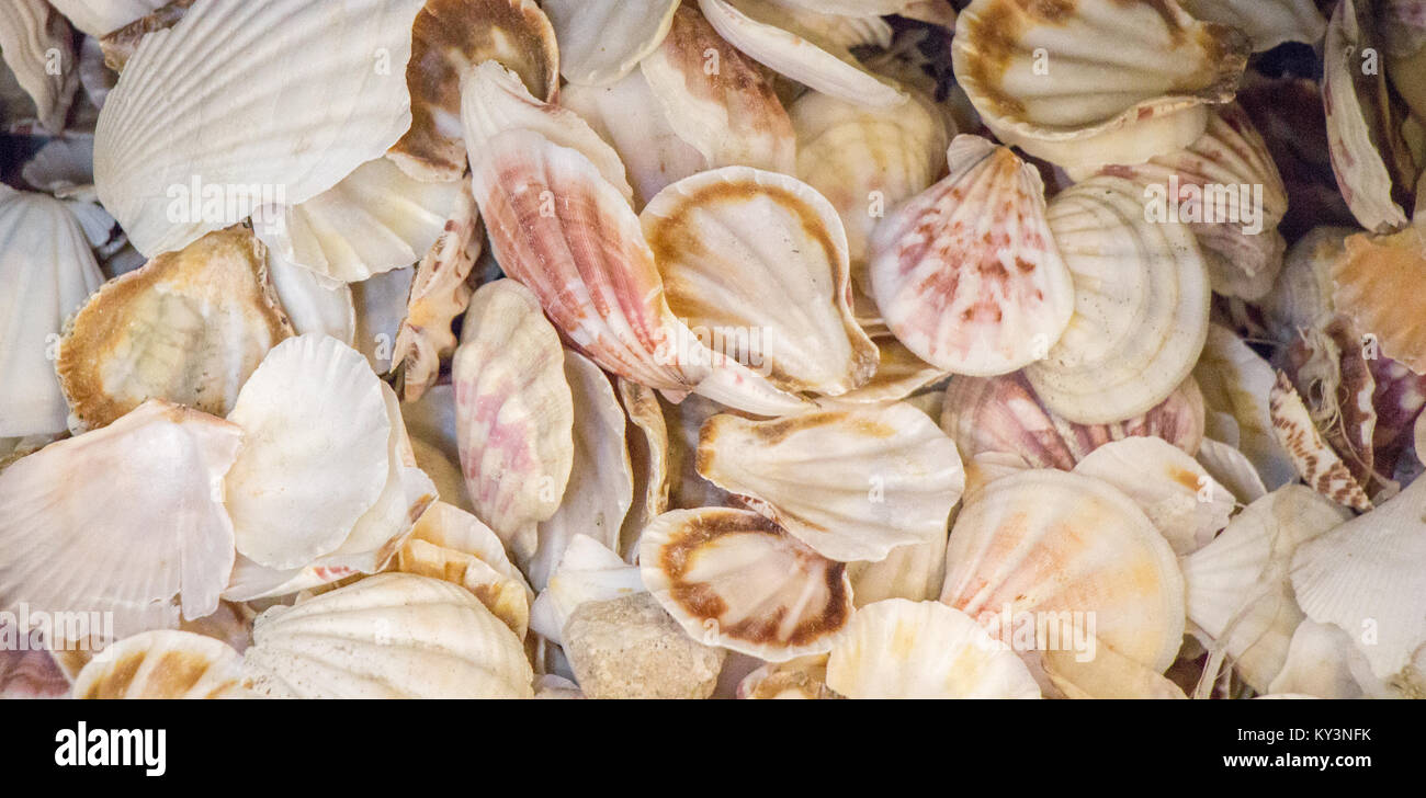 Same type of sea shells collected for decorative purposes Stock Photo ...