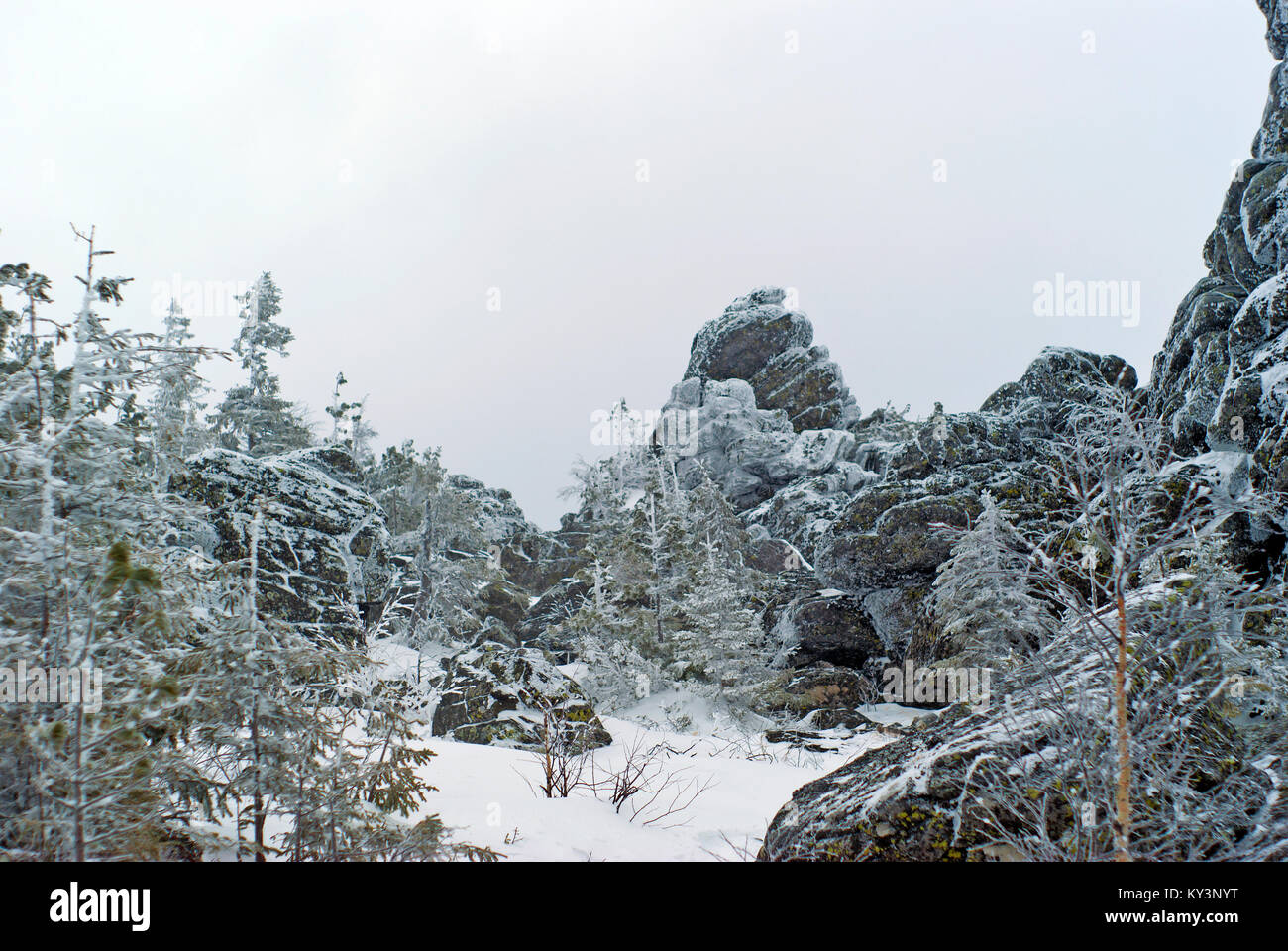 Wind stunted trees hi-res stock photography and images - Alamy