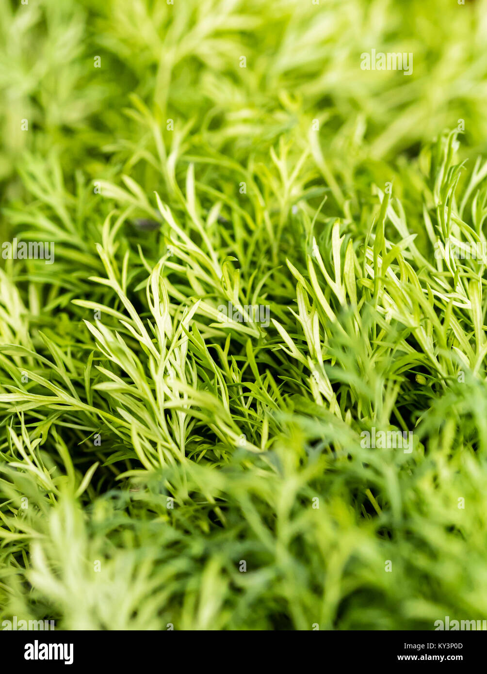 Dill, edible fresh herb, closeup, top view. Green organic dill leaves ...