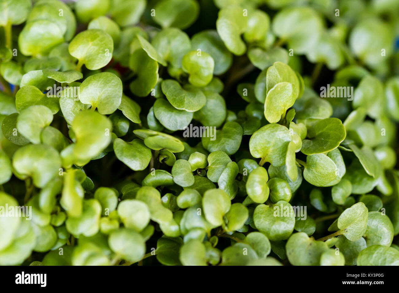 Watercress, edible fresh herb, closeup, top view. Green organic ...