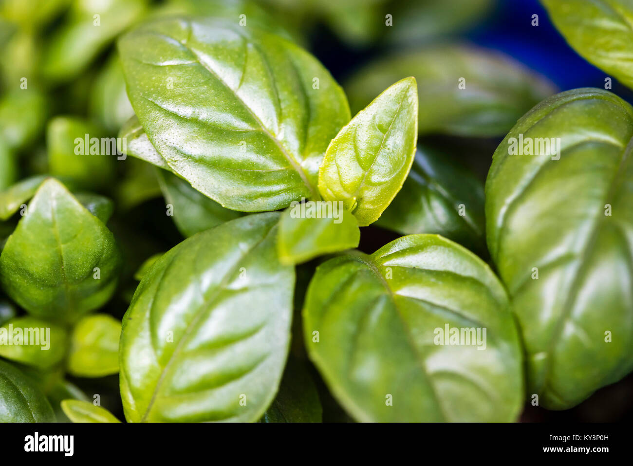Sweet basil, edible fresh herb, close up, top view. Green organic sweet basil leaves, macro ...