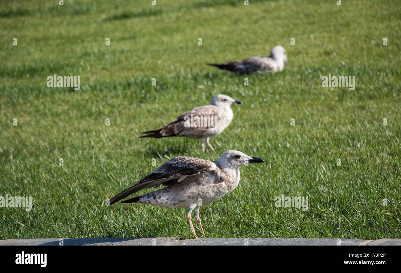 Beautiful seaside bird seagulls on the green grass Stock Photo - Alamy