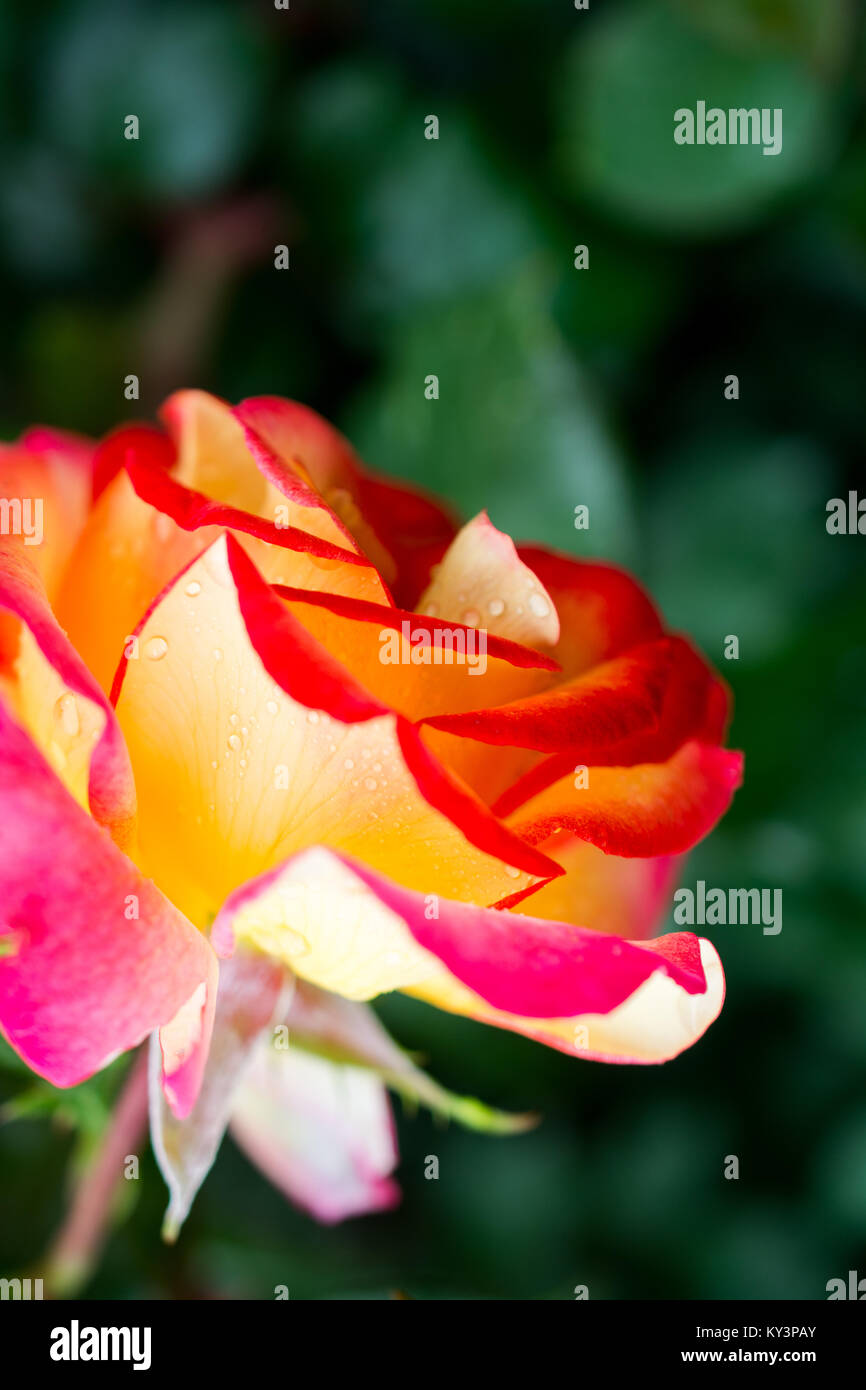 Beautiful fresh roses in close up view Stock Photo - Alamy