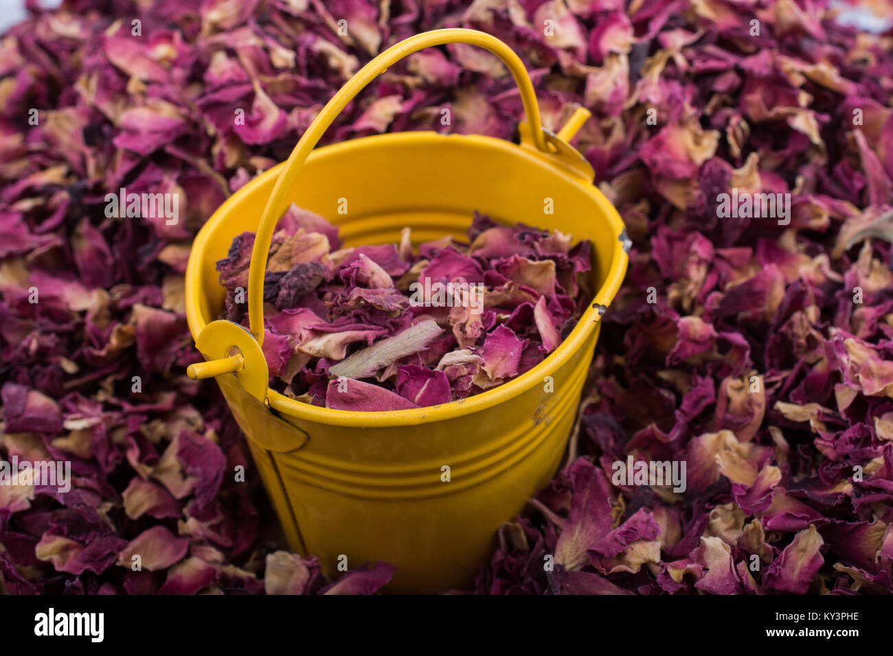 Little bucket on a background of dried rose petals Stock Photo - Alamy