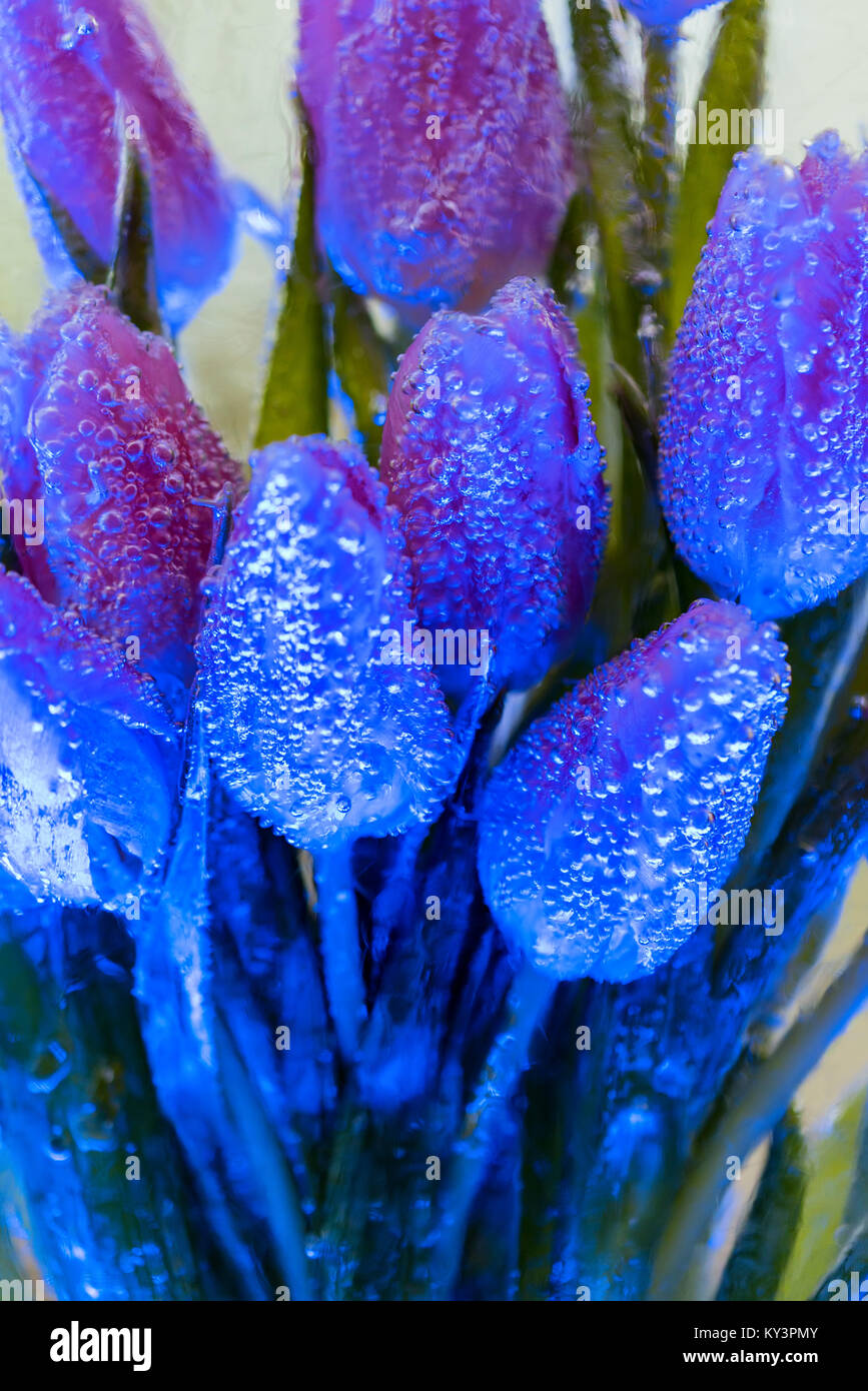 Decorative bunch of tulips in ice Stock Photo - Alamy