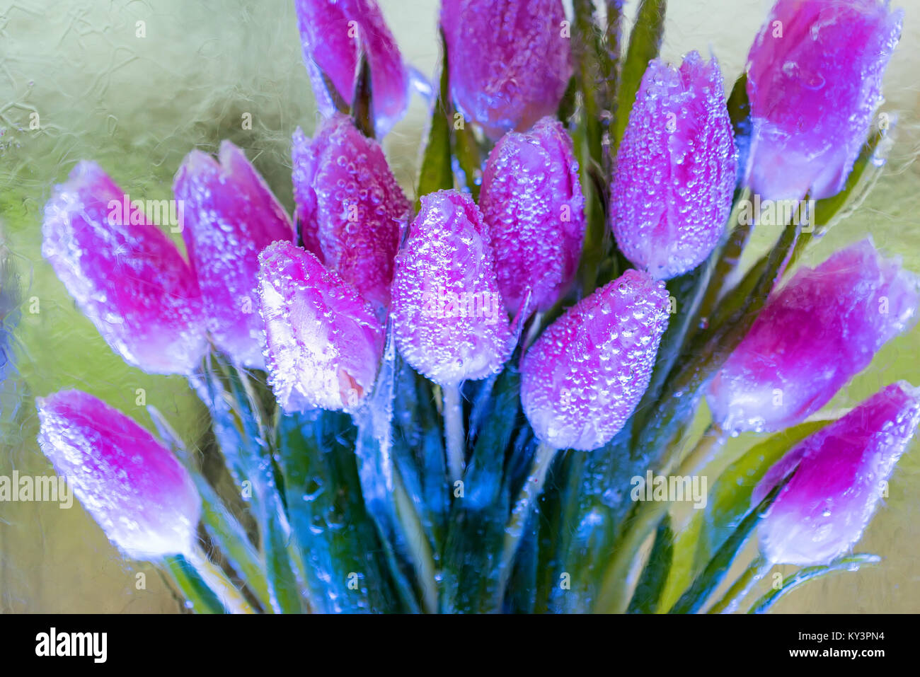 Decorative bunch of tulips in ice Stock Photo - Alamy